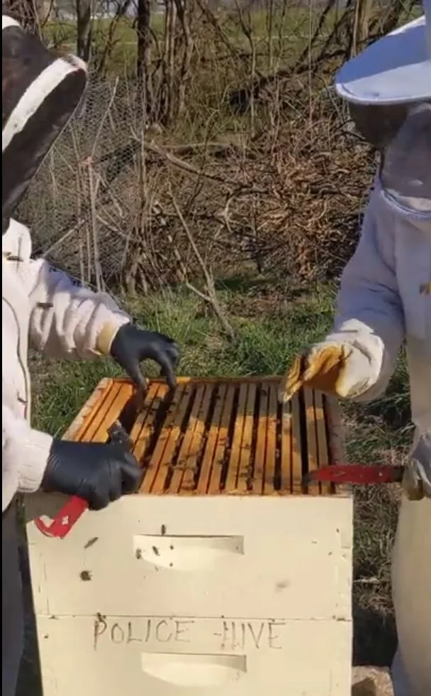 Recording - KBA April Field Day 2020 - Splits using OTS Queen Rearing ...