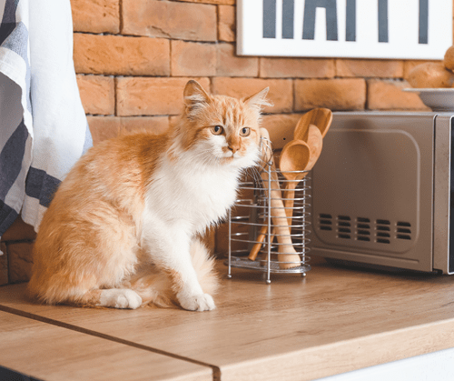 How to Create a Pet-Friendly Kitchen Your Whole Family Will Love ...