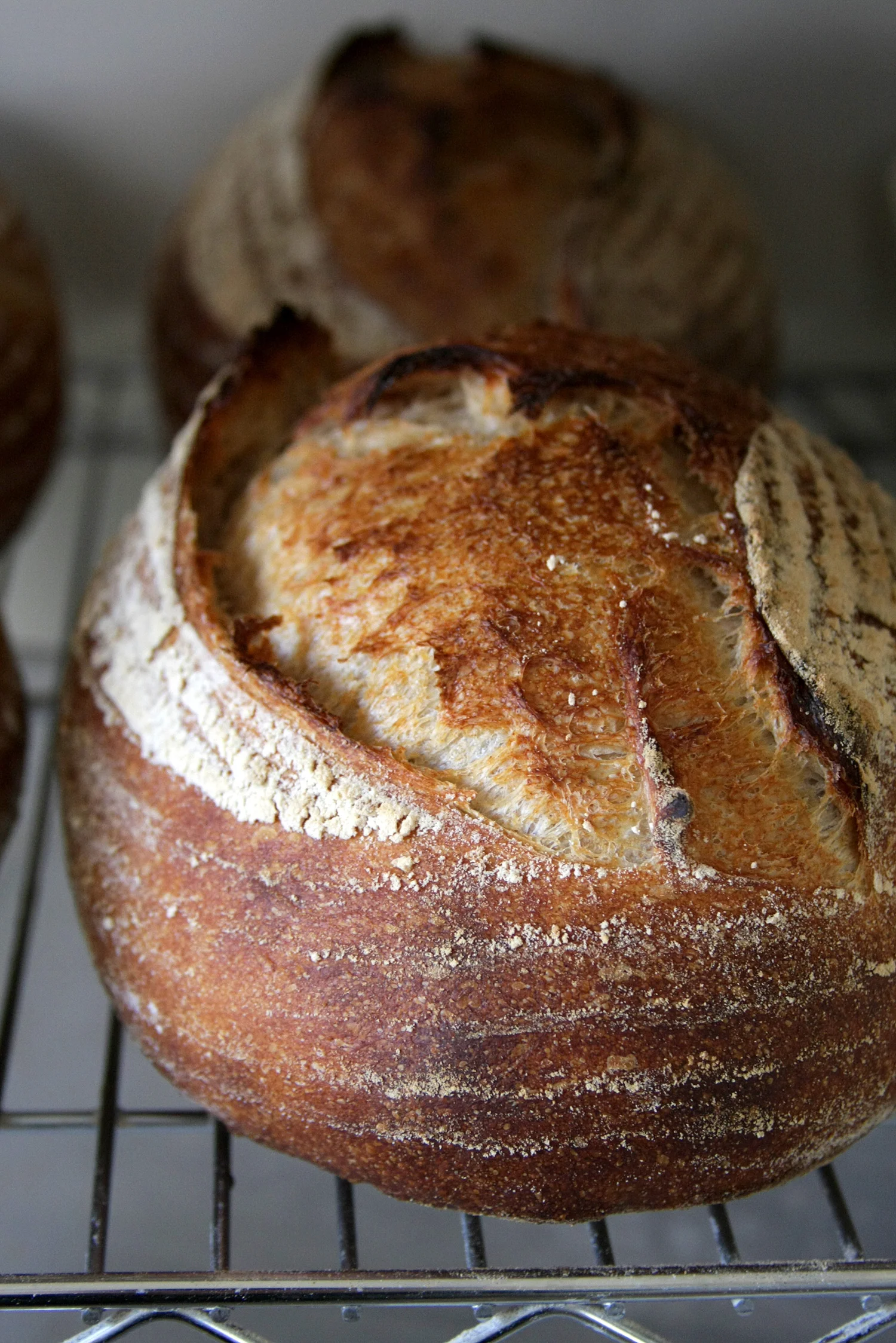 Breads — Sunflower Bakery