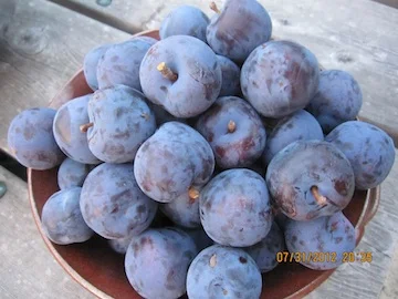 Blue Fruit Farm