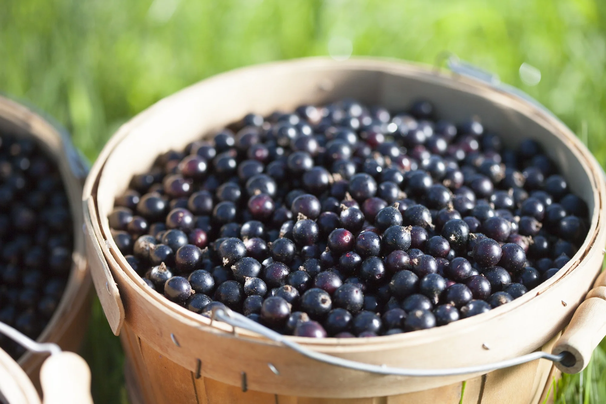Black Currants — Blue Fruit Farm
