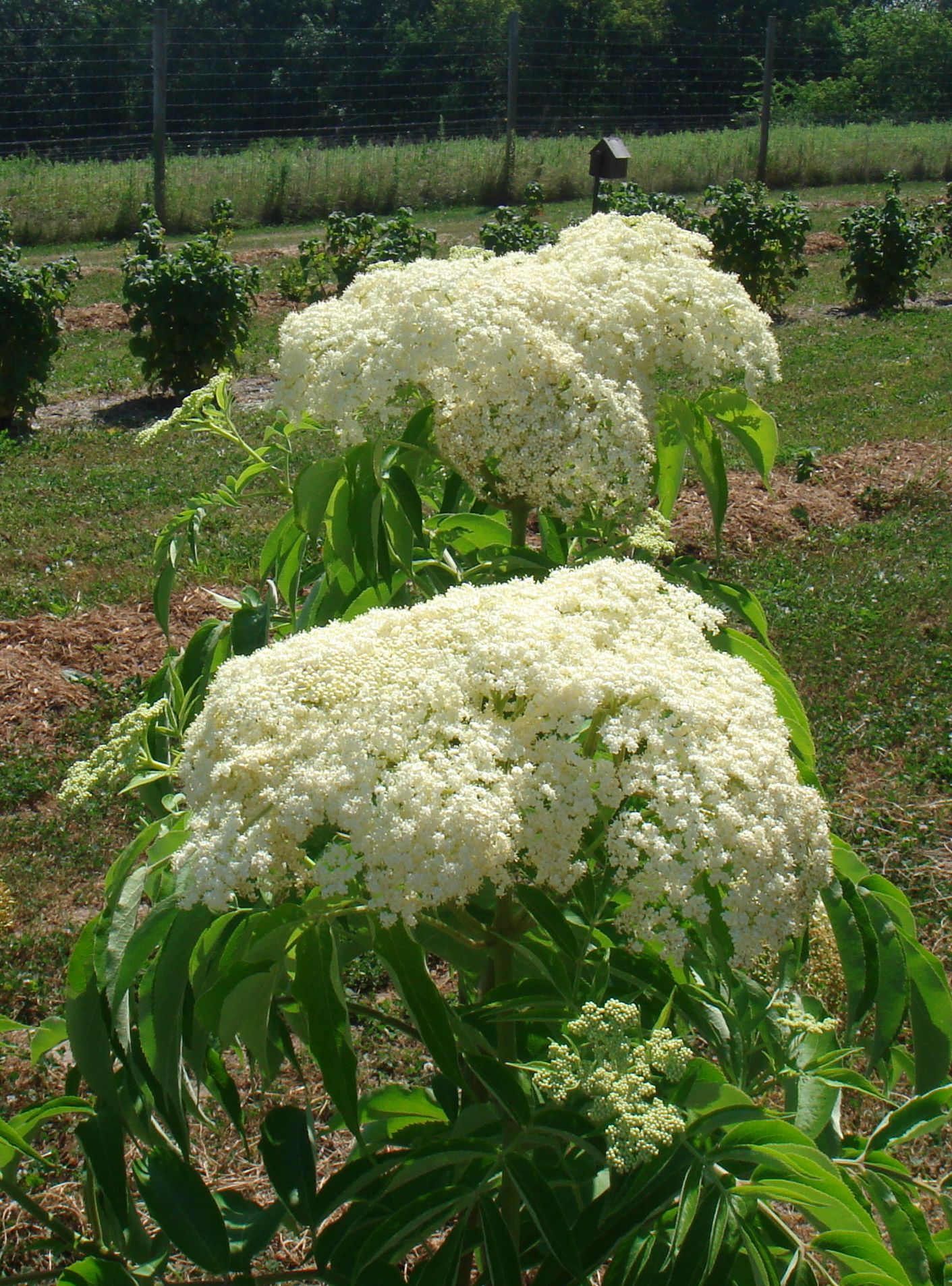 Elderberries — Blue Fruit Farm