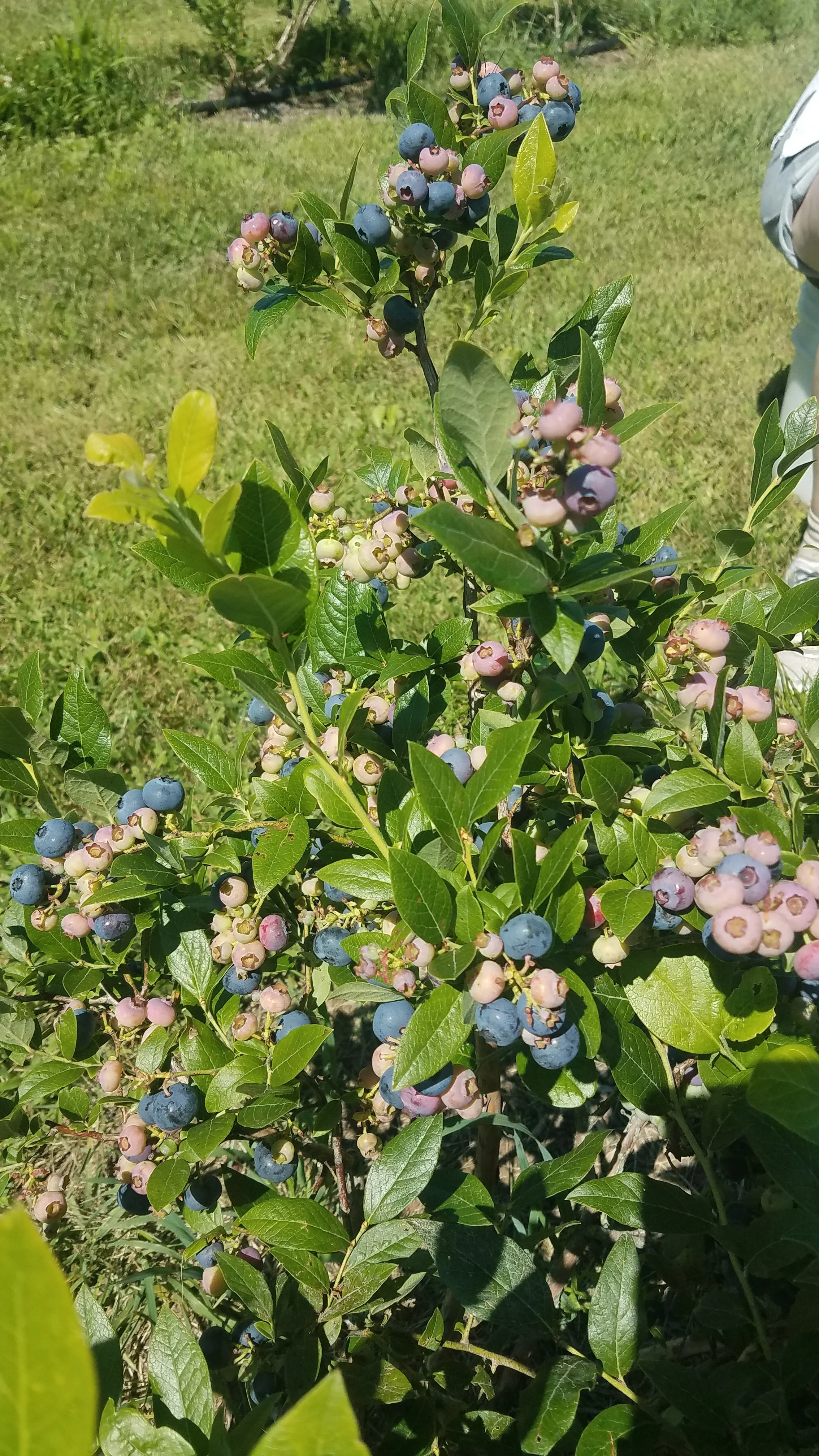 Blue Fruit Farm