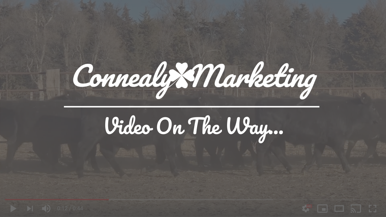 Connealy Marketing - Verified Feeder Calves For Sale