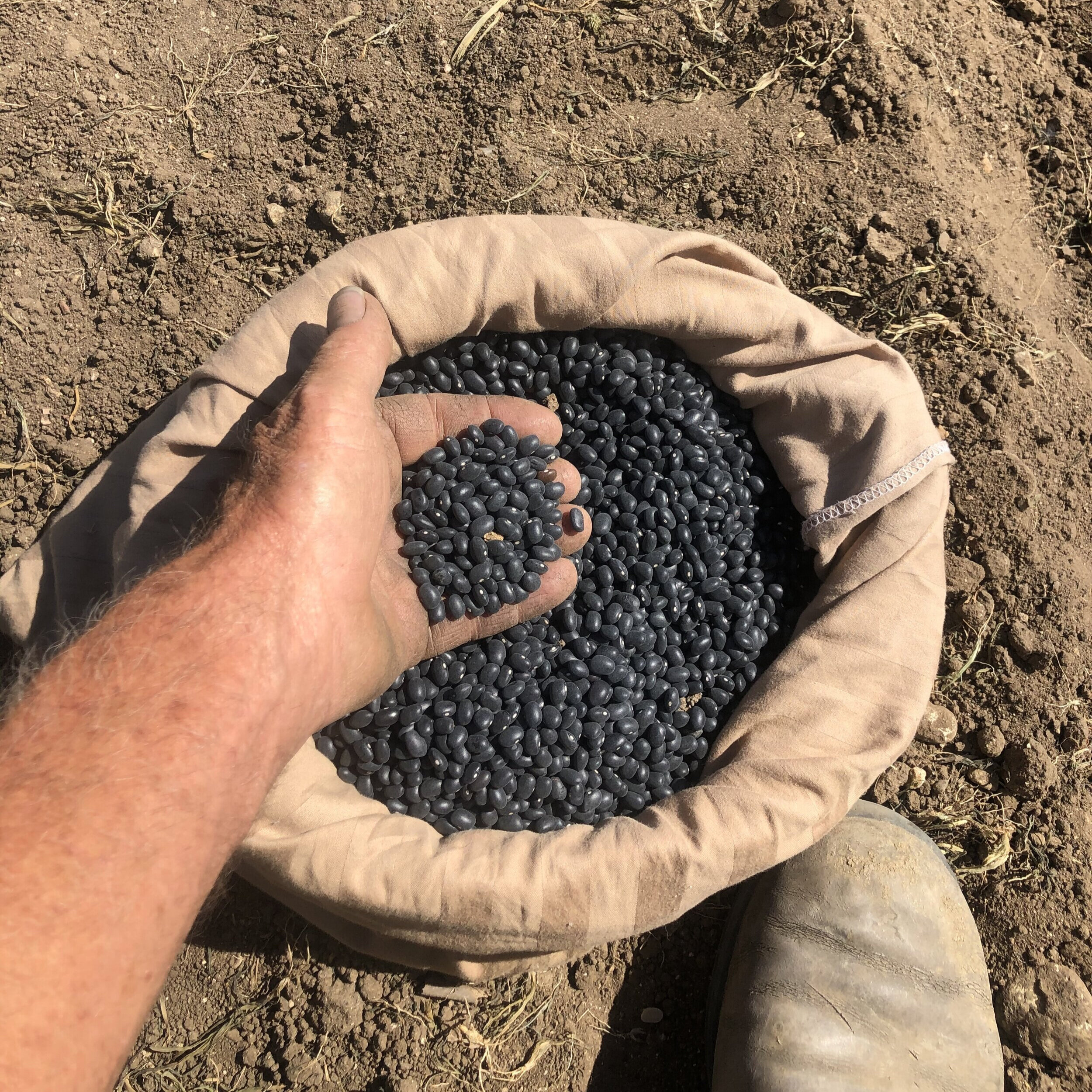 MASA Seed Foundation