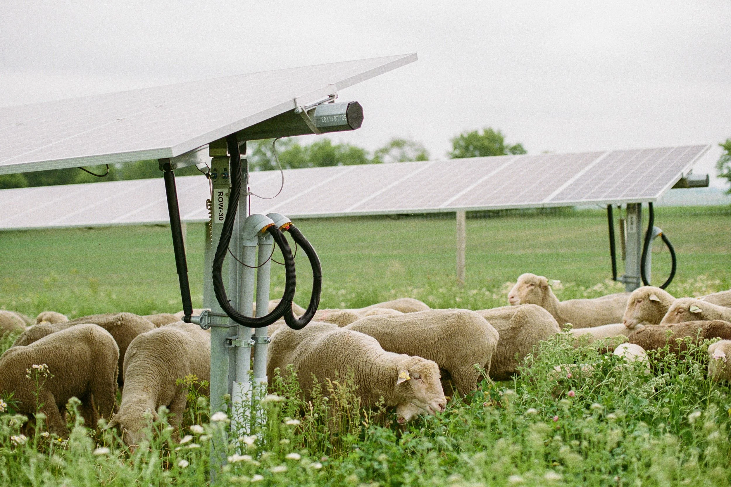 Solar Grazing — Cannon Valley Graziers