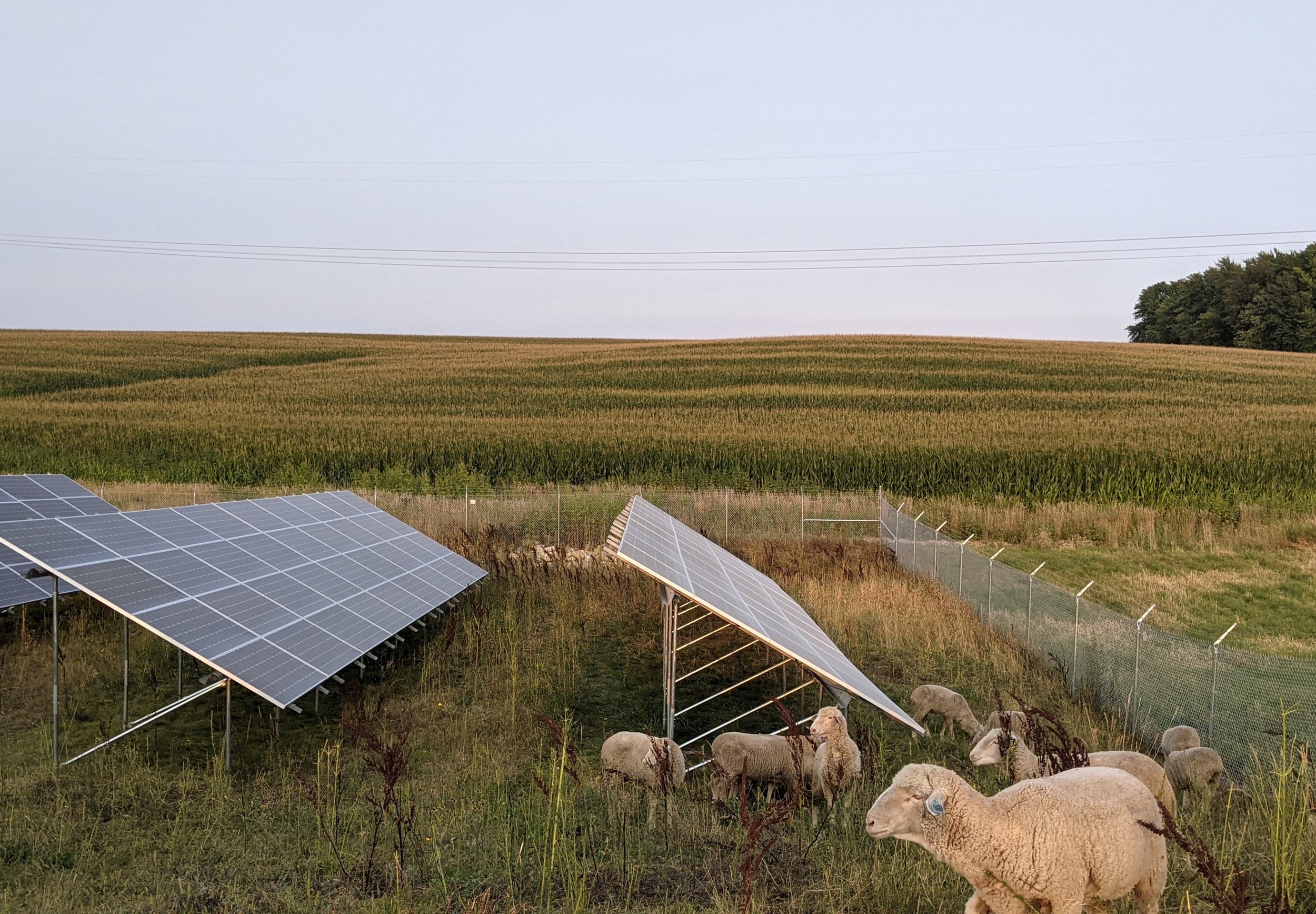 Solar Grazing — Cannon Valley Graziers