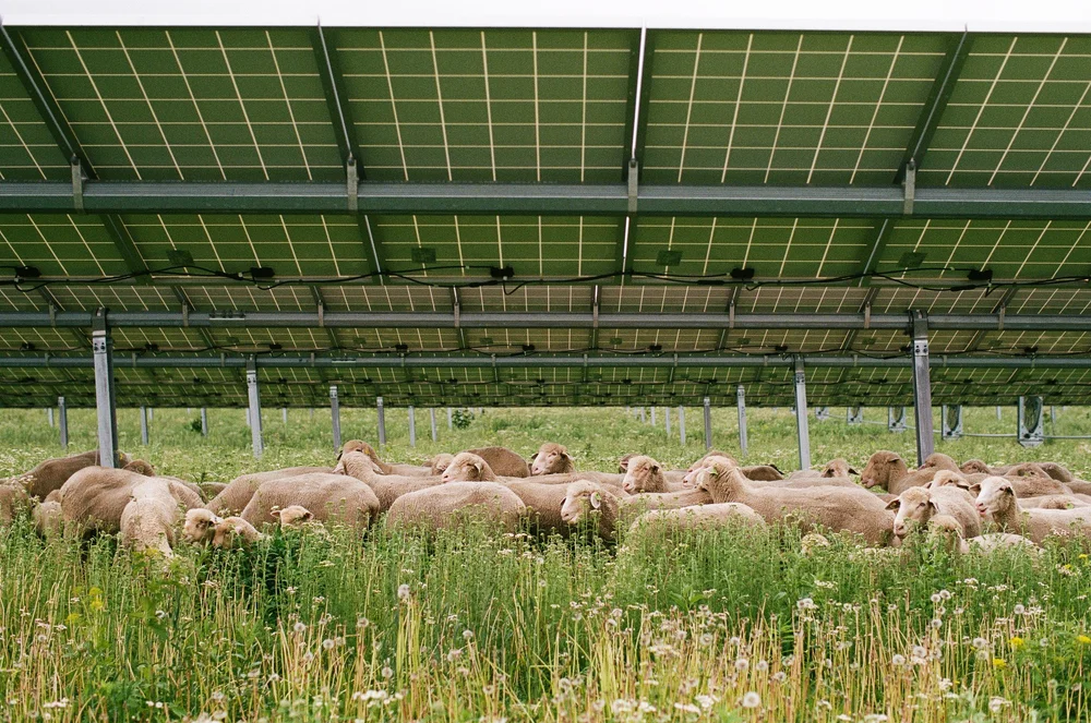 Solar Grazing — Cannon Valley Graziers