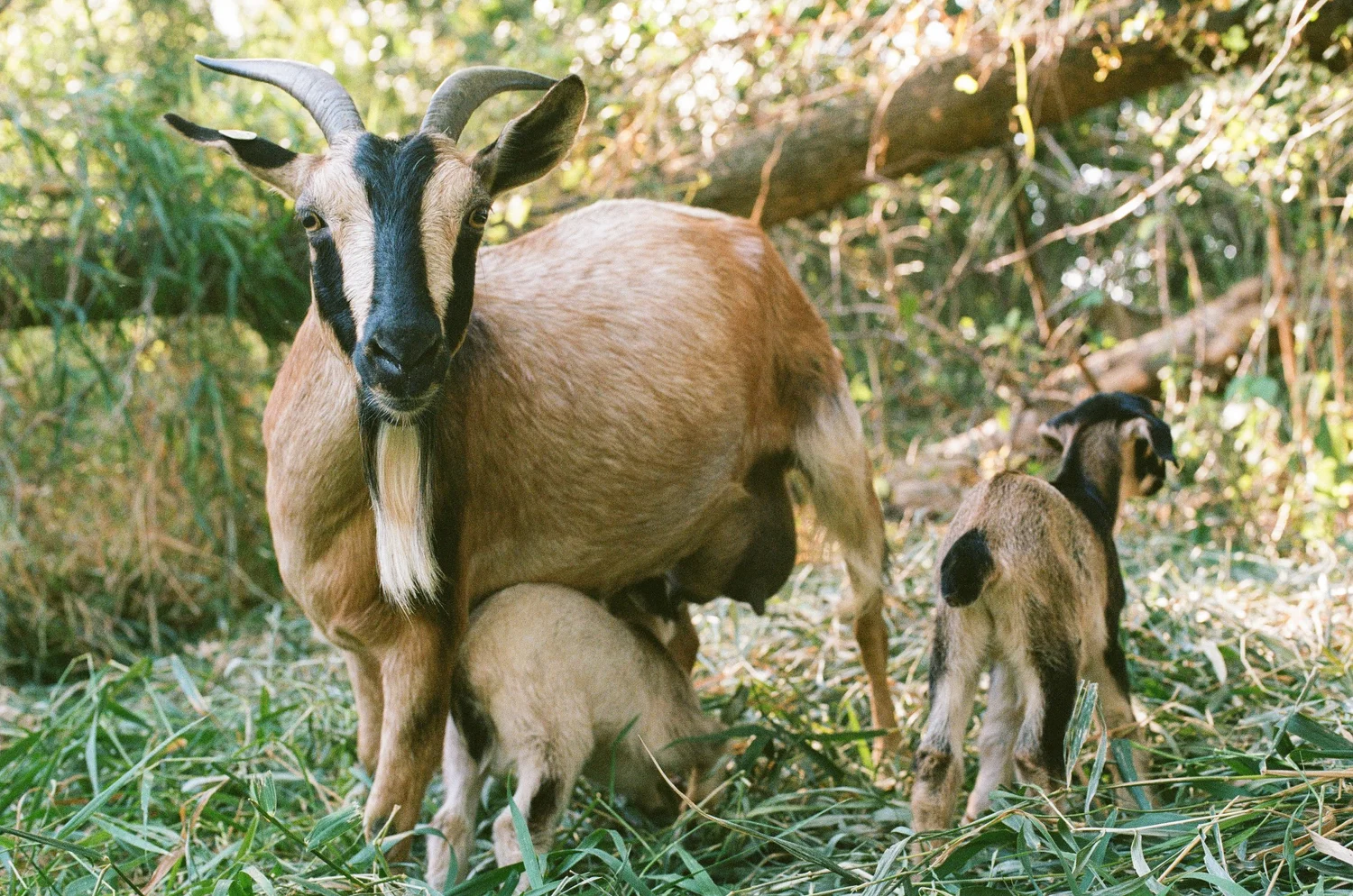 Restoration Grazing — Cannon Valley Graziers