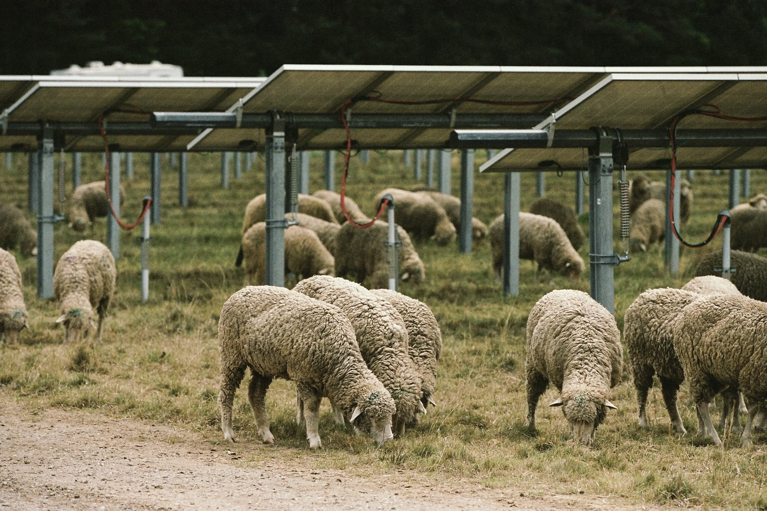 Solar Grazing — Cannon Valley Graziers