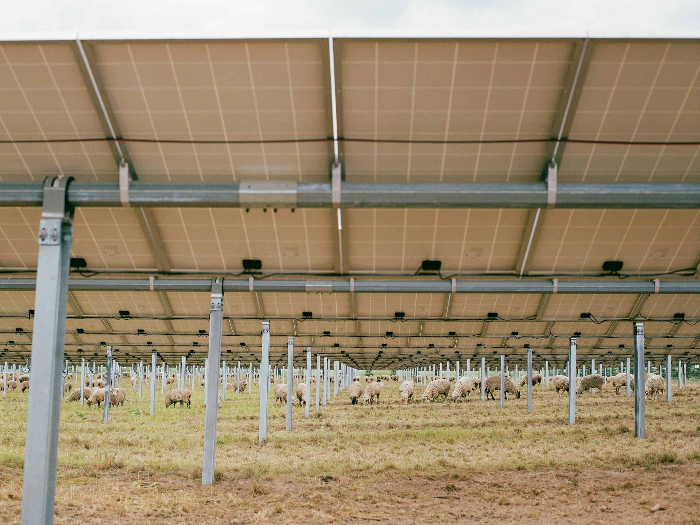 Solar Grazing — Cannon Valley Graziers