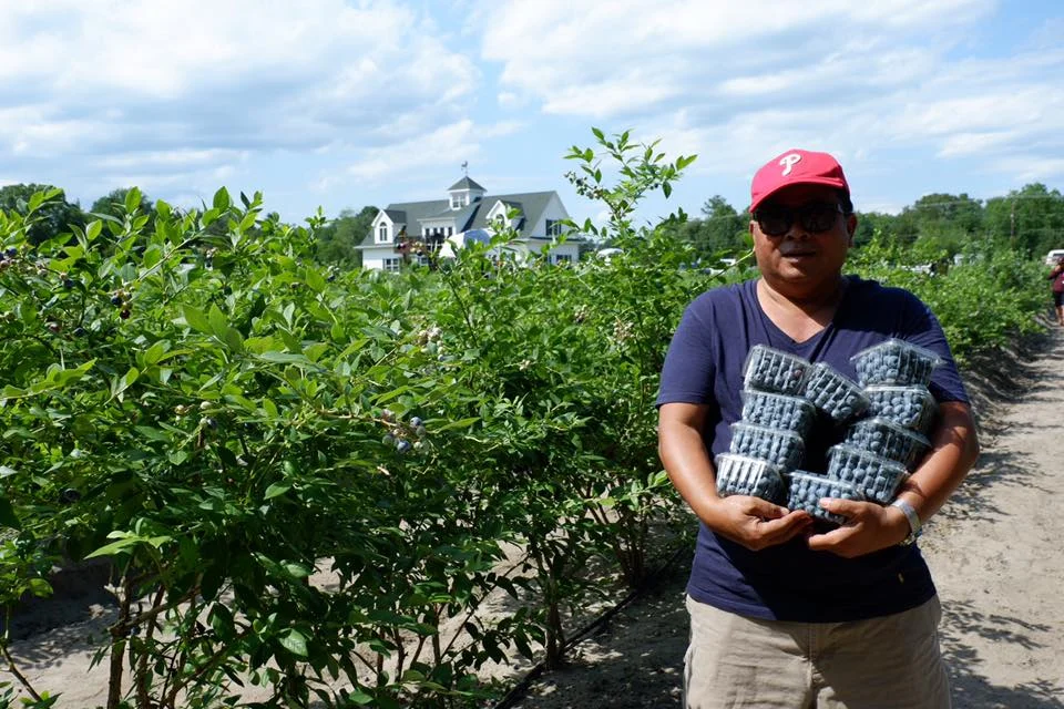 U-Pick Blueberries — Blueberry Plants for Sale - Blueberry Bushes from ...