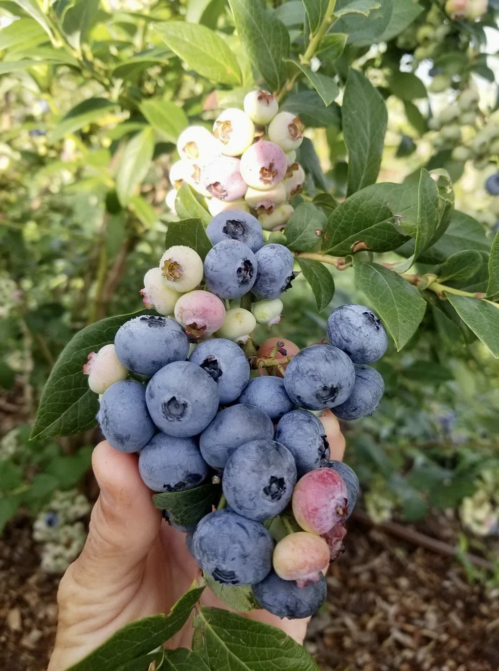 Blueberry Plants — Blueberry Bushes for Sale - Buy Blueberry Plants
