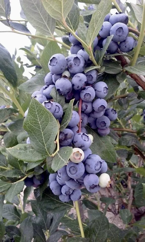 Blueberry Plants — Blueberry Bushes for Sale - Buy Blueberry Plants