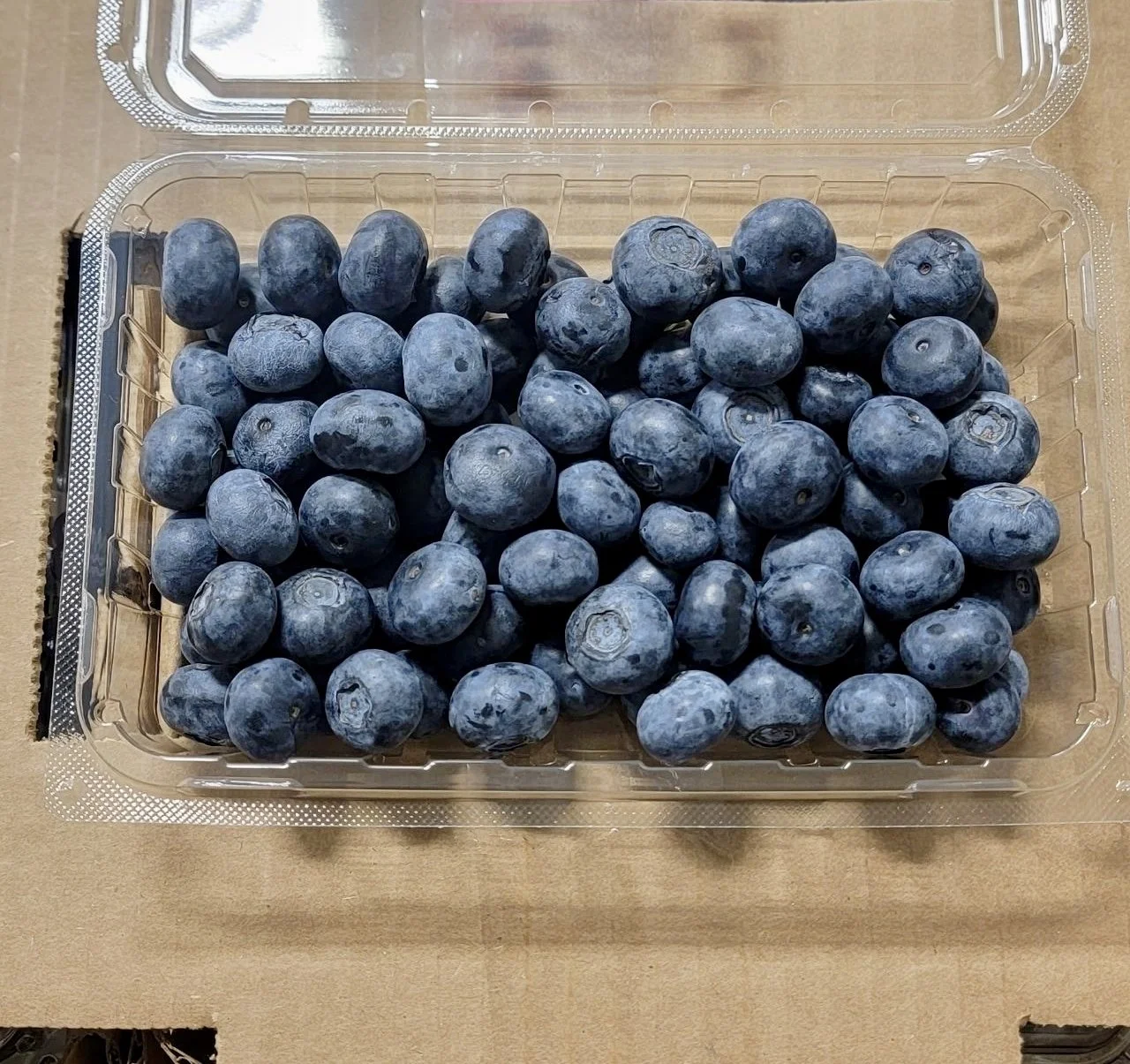About DiMeo Farms — Blueberry Plants for Sale - Blueberry Bushes from ...