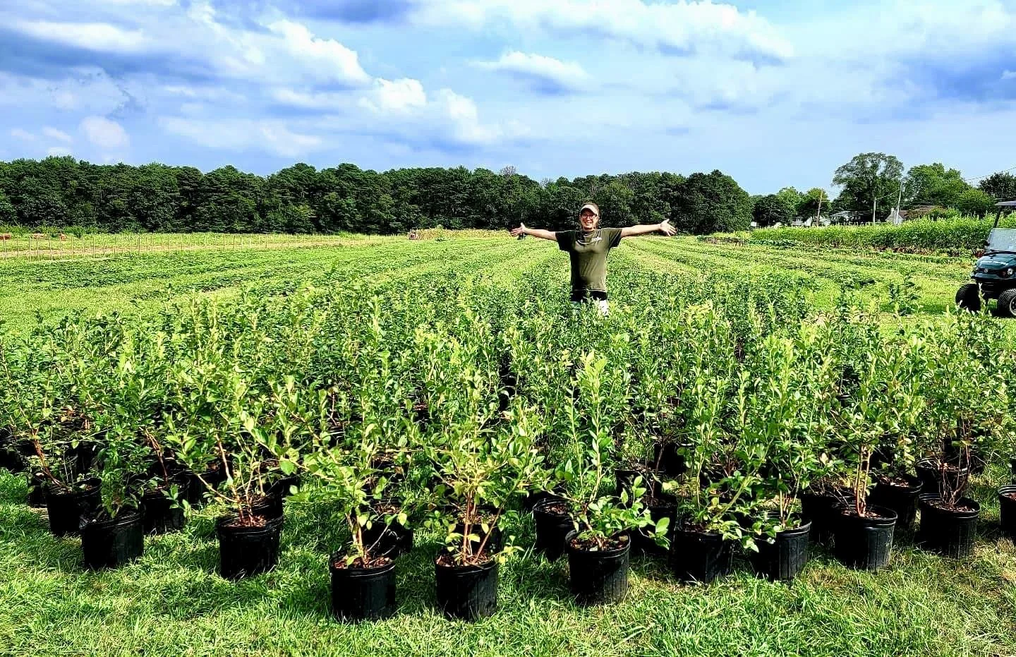 Blueberry Family Plant Blueberry Family Plant