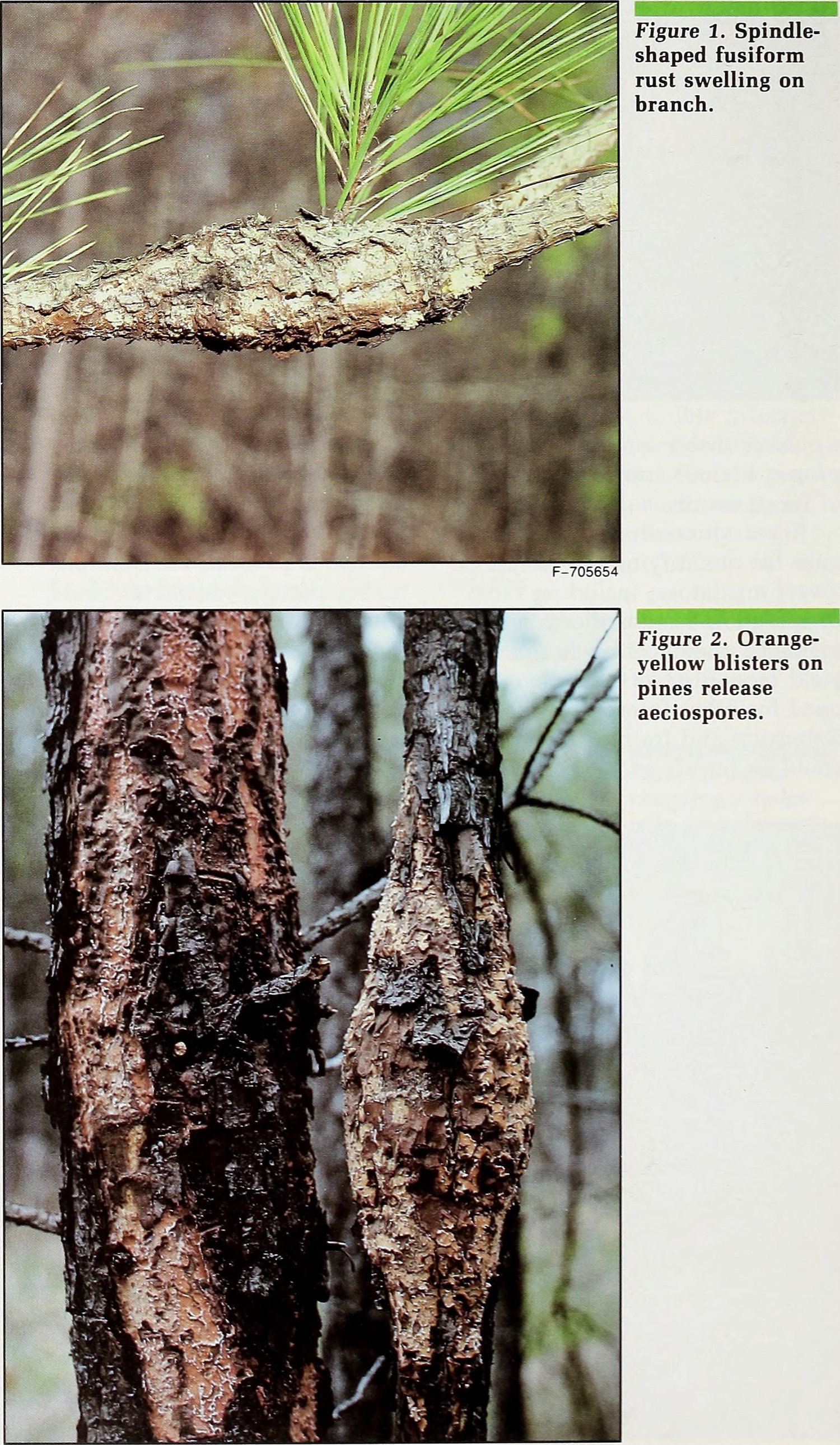 What Is Causing The Bumps On My Tree? - North American Tree Service