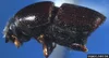 Controlling & Preventing Hickory Bark Beetles. - North American Tree ...