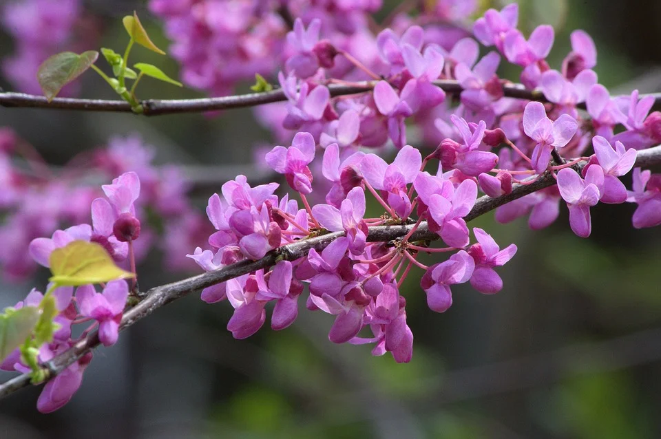Tips for Caring for a Redbud Tree - North American Tree Service