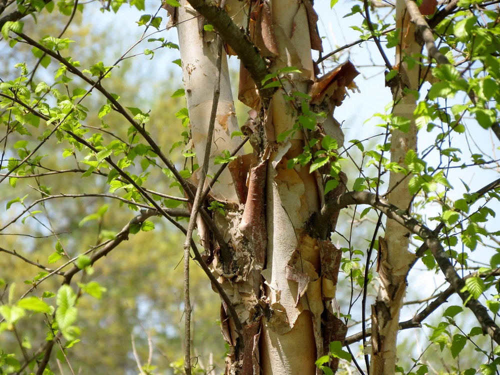 Top 5 Trees With The Most Invasive Root Systems - North American Tree ...