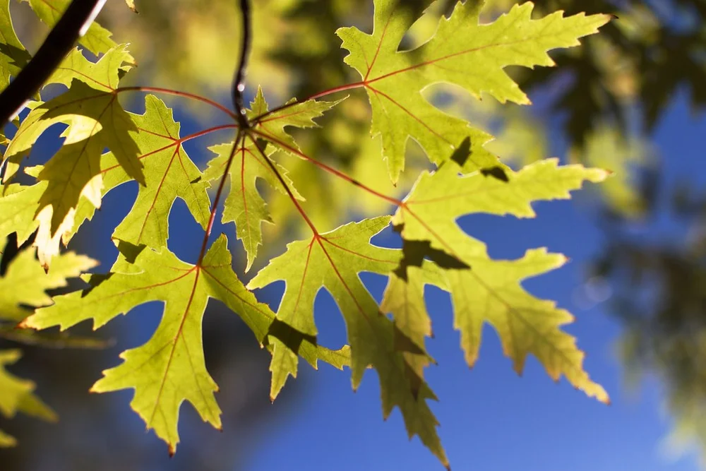 Top 5 Trees With The Most Invasive Root Systems - North American Tree ...