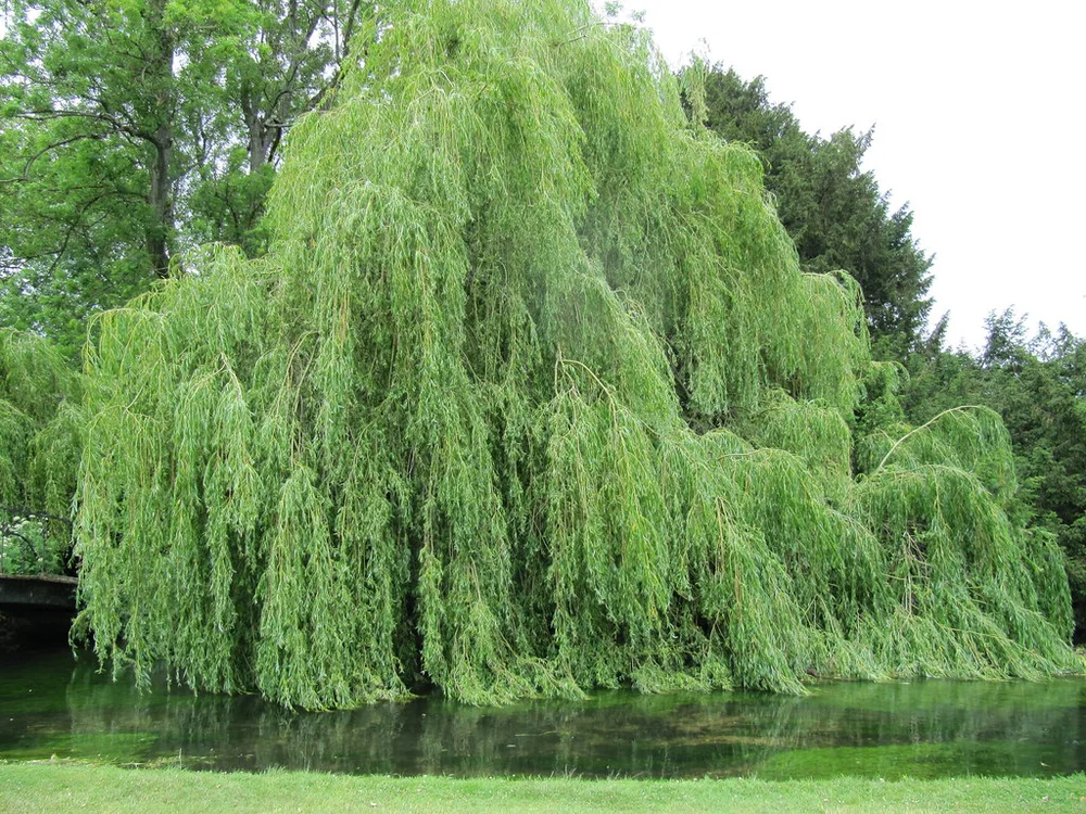 Top 5 Trees With The Most Invasive Root Systems - North American Tree ...