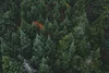 Which Evergreens Are Best For Year Round Color? - North American Tree ...