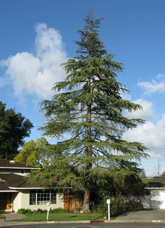 Which Evergreens Are Best For Year Round Color? - North American Tree ...