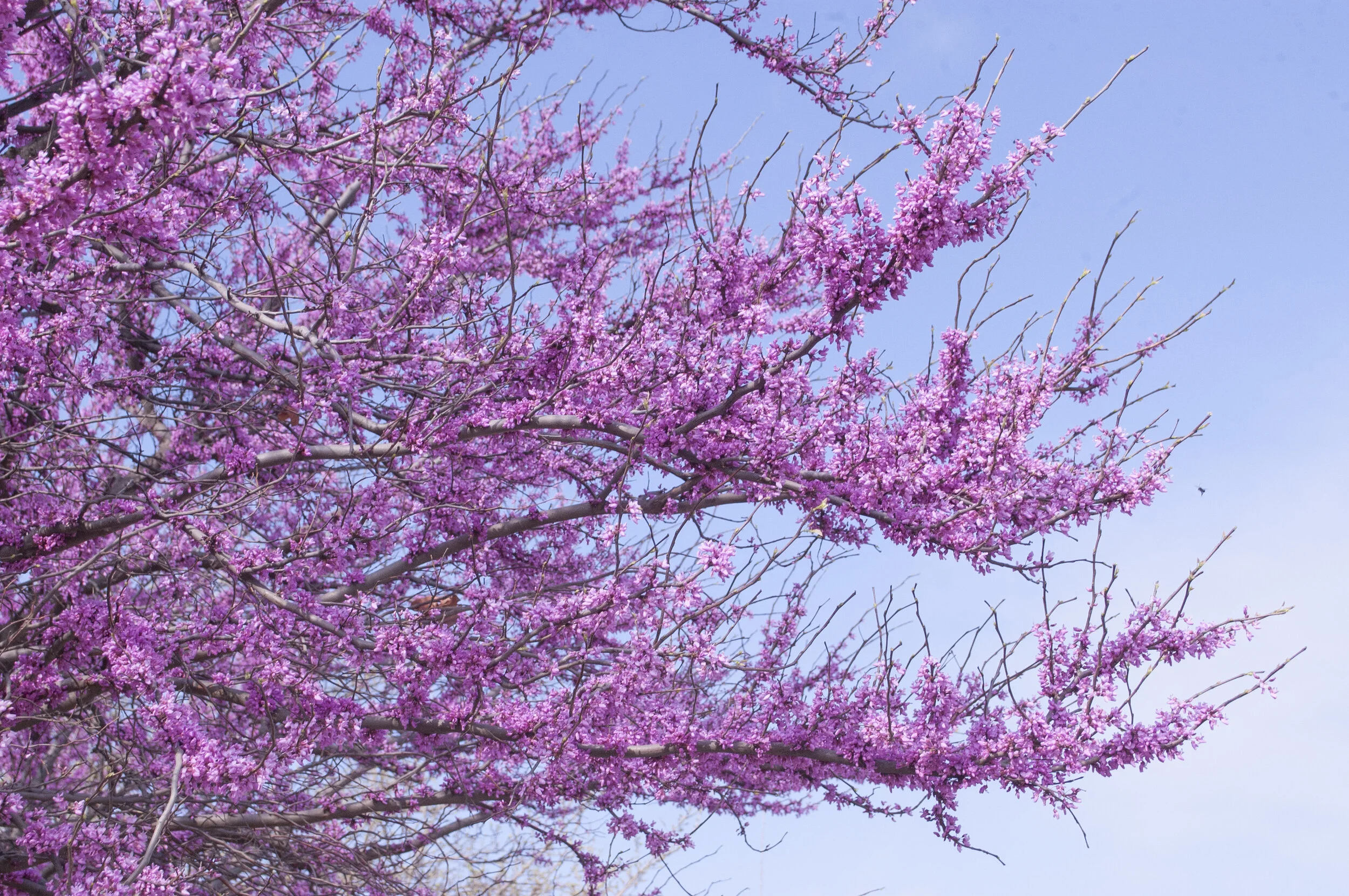 What Tree Bloom First In Georgia's Spring? - North American Tree Service