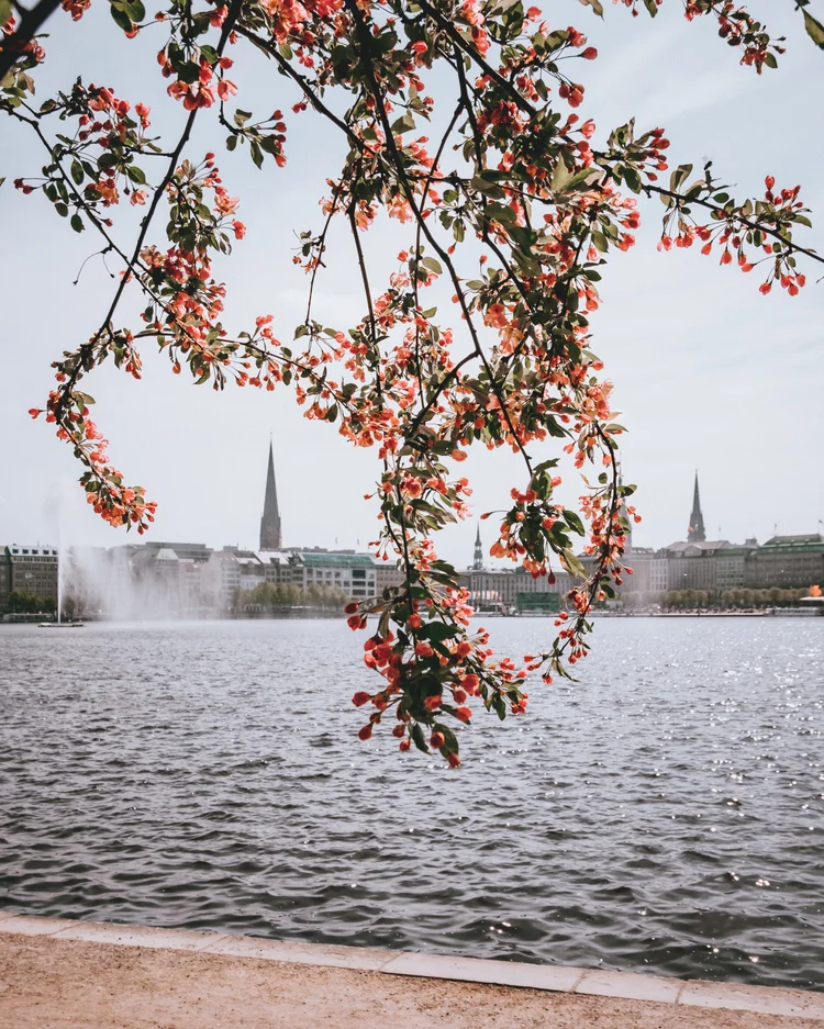 When Should The Leaves On My Tree Come Back In Spring? - North American ...