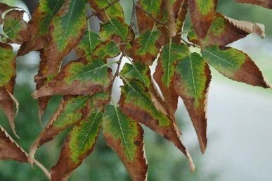 Tree Leaves Turning Black? Here's why! - North American Tree Service