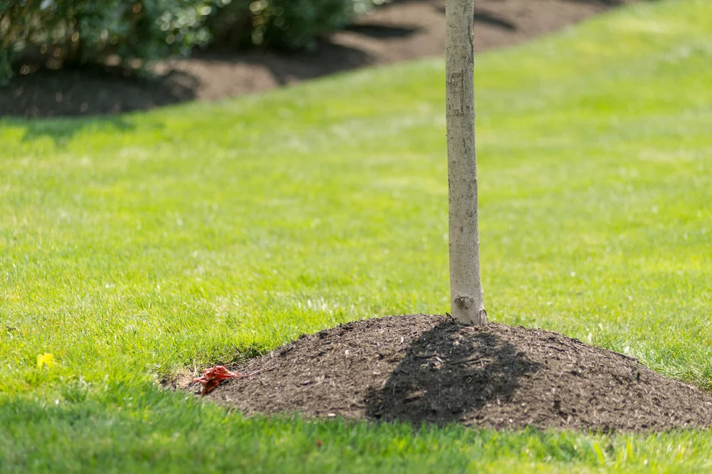 What Is Volcano Mulching & How Does It Harm My Trees? - North American ...