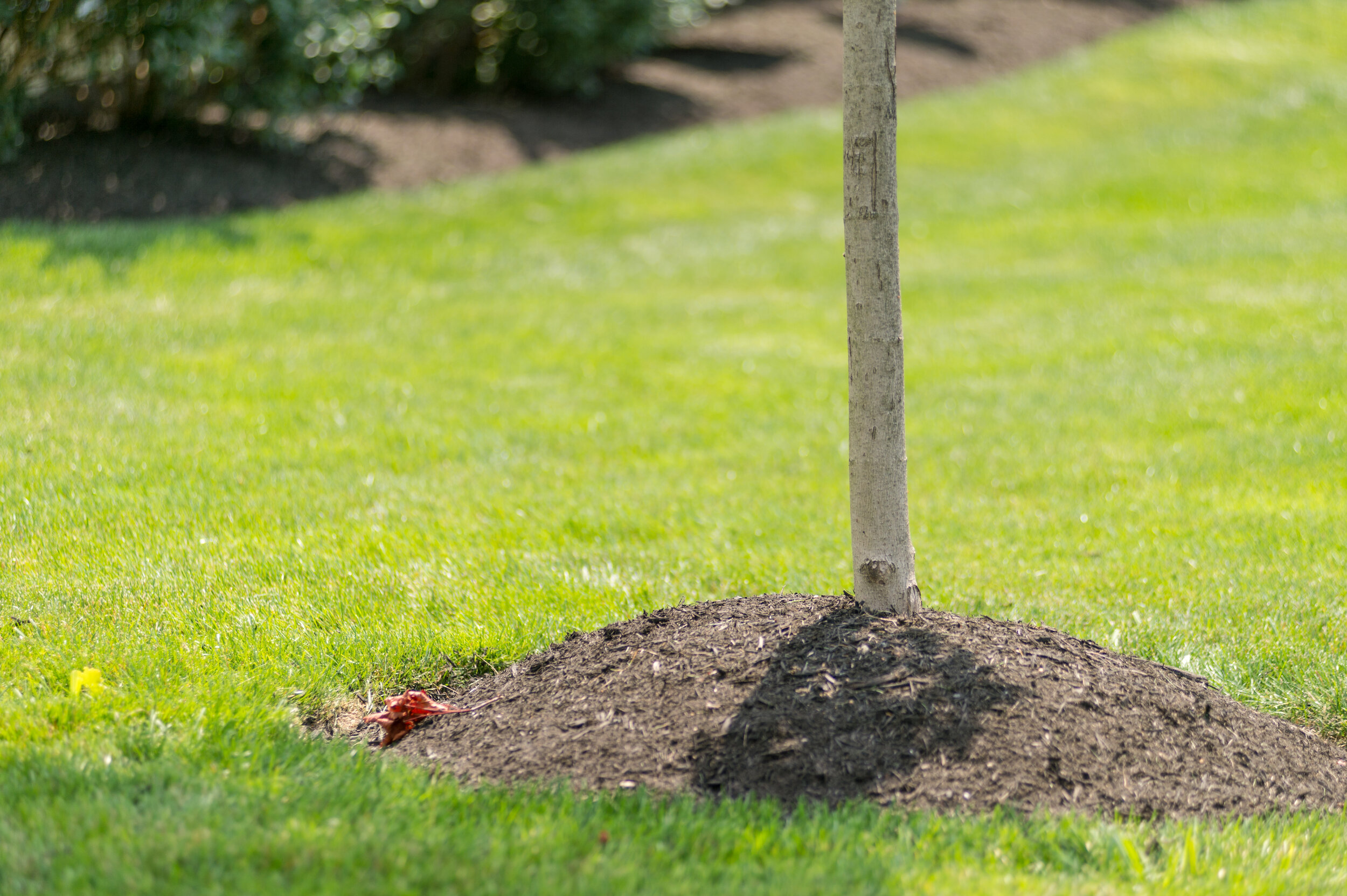 What Is Volcano Mulching & How Does It Harm My Trees? - North American ...