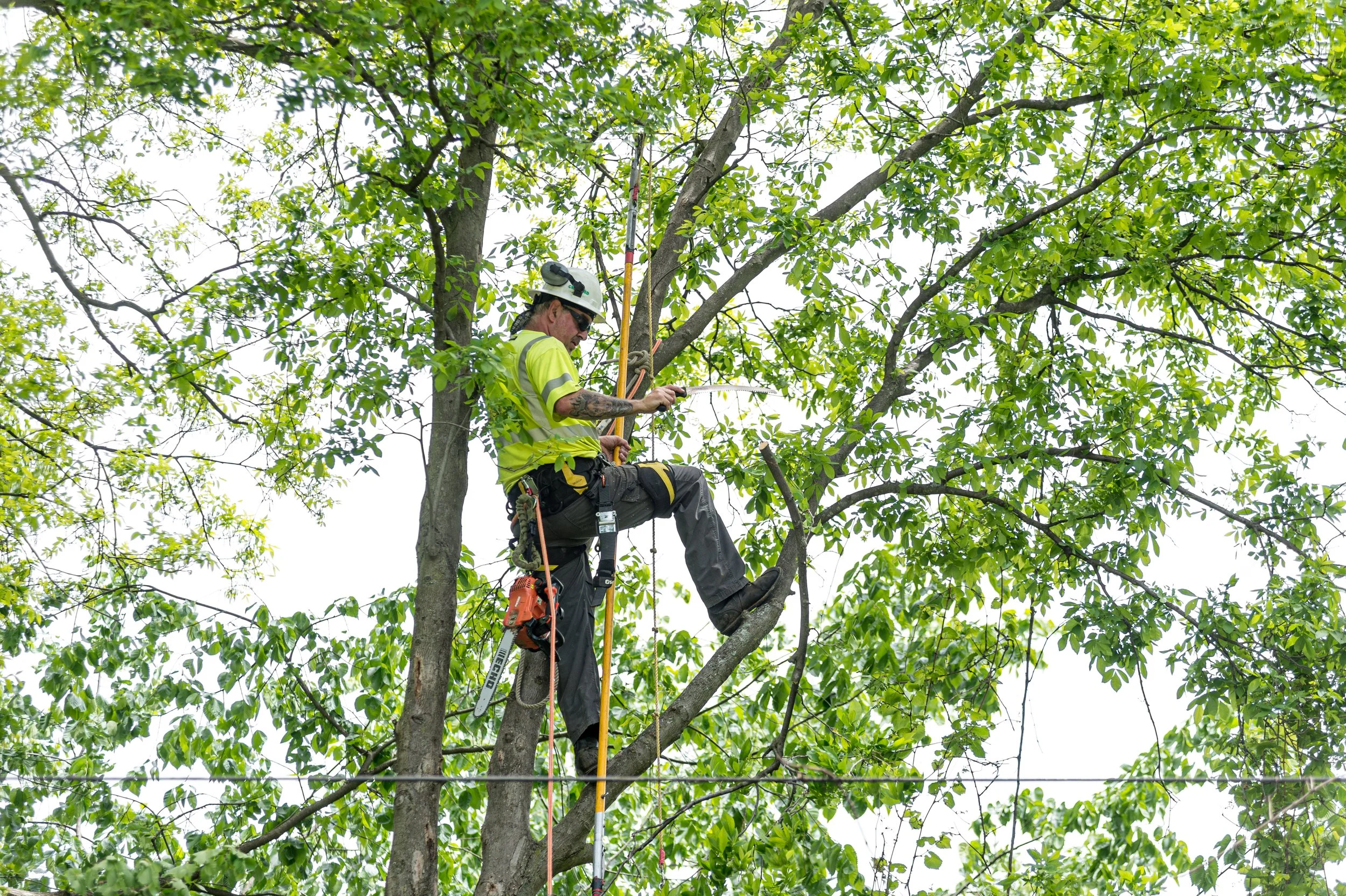 Tree Service | Athens, GA | North American Tree Service