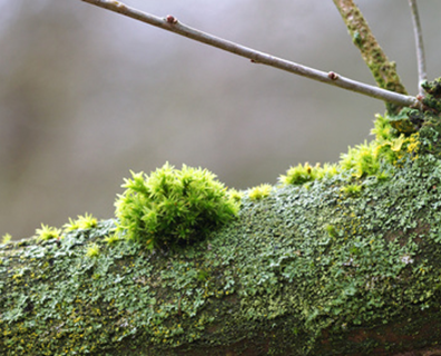 What is the green stuff growing on my trees? - North American Tree Service