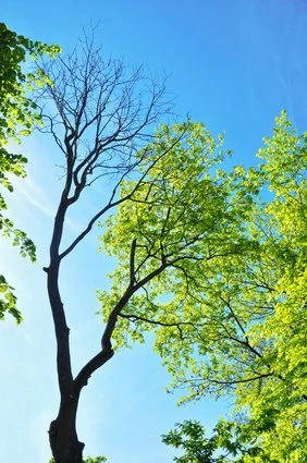 Tree Care and Plant Care Advice