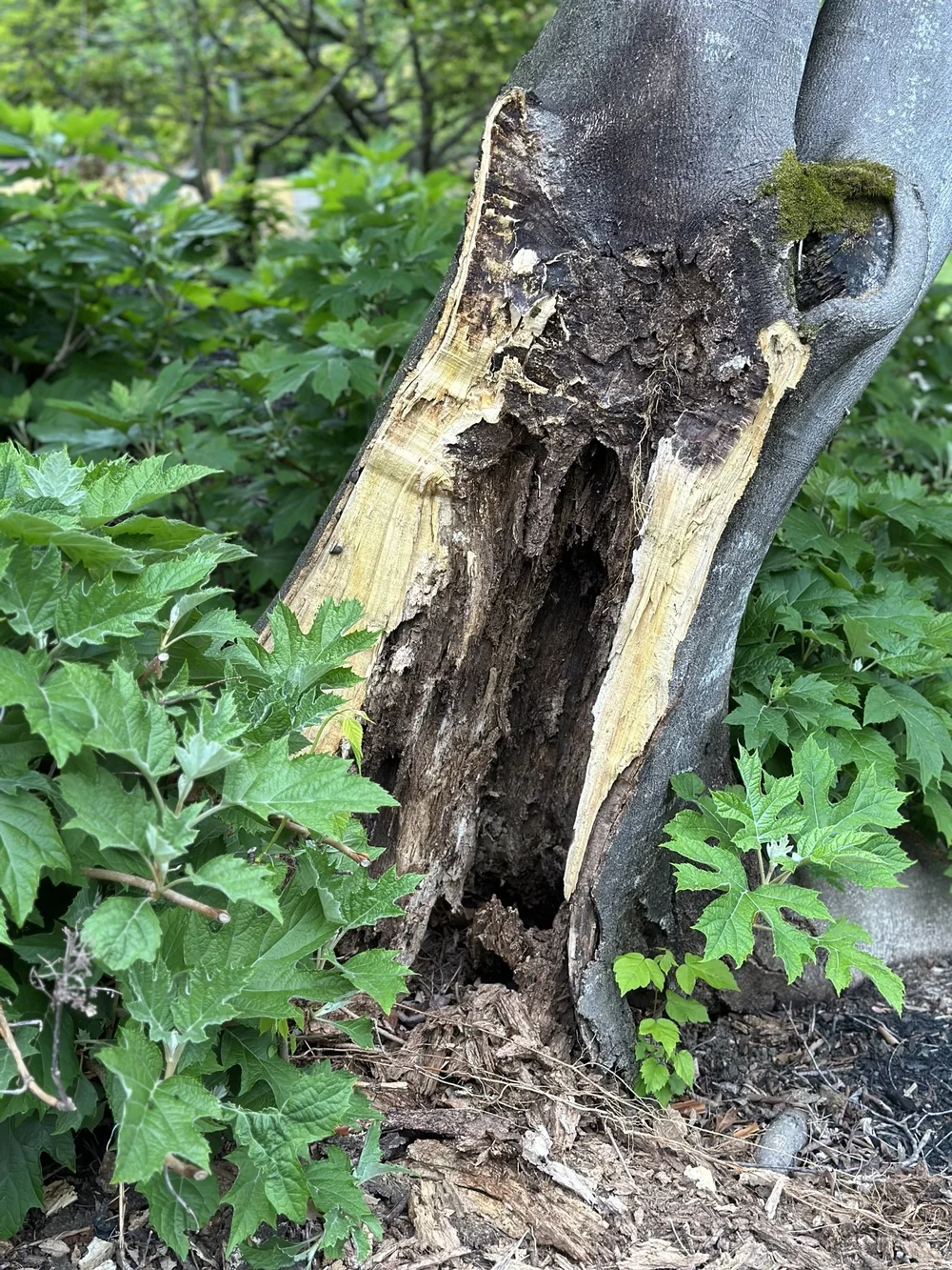 Tree Care and Plant Care Advice