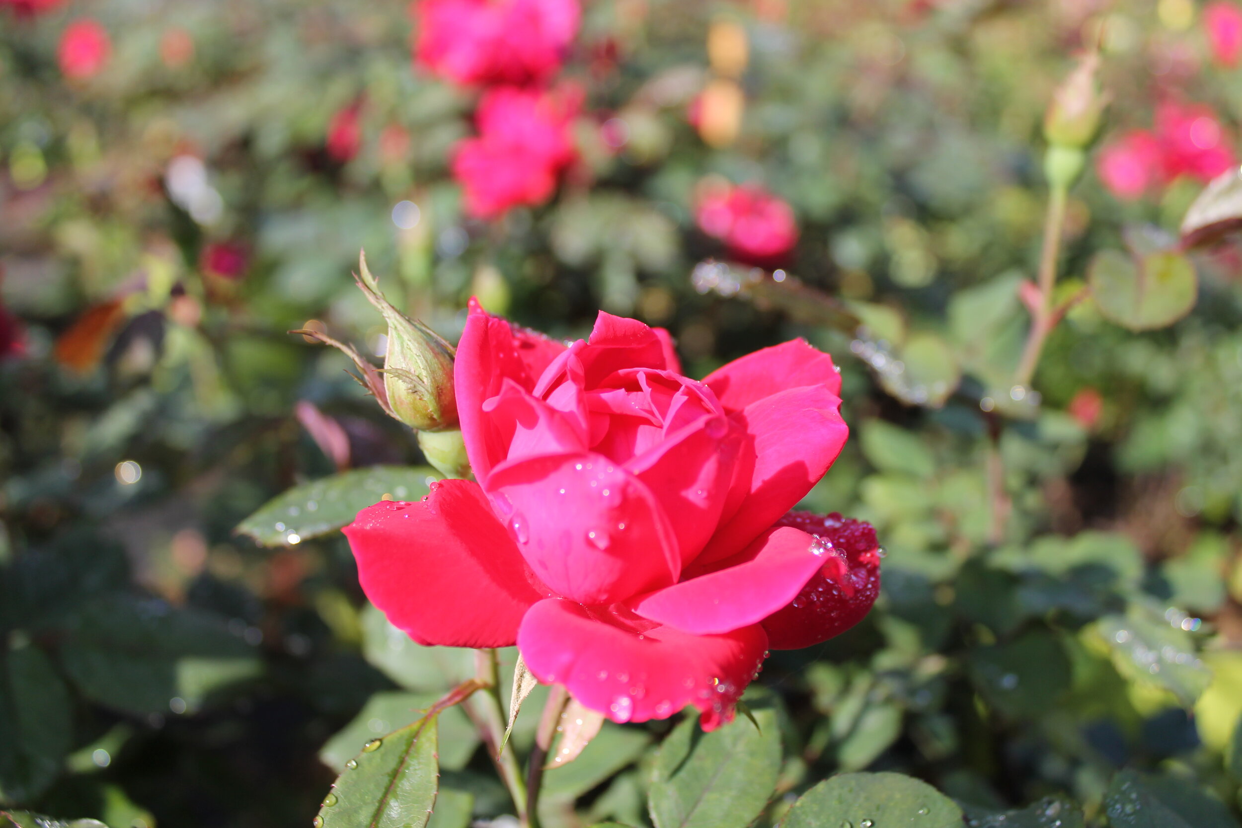 Rose - Double Pink Knockout — Banting's Nursery