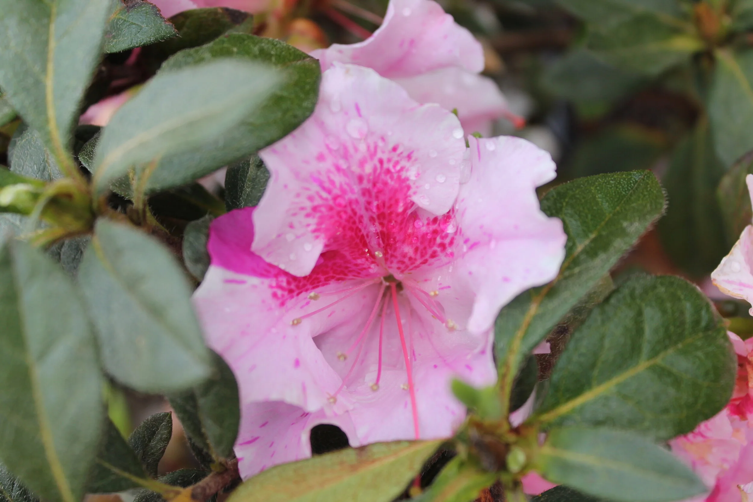 Azalea - Encore Twist — Banting's Nursery