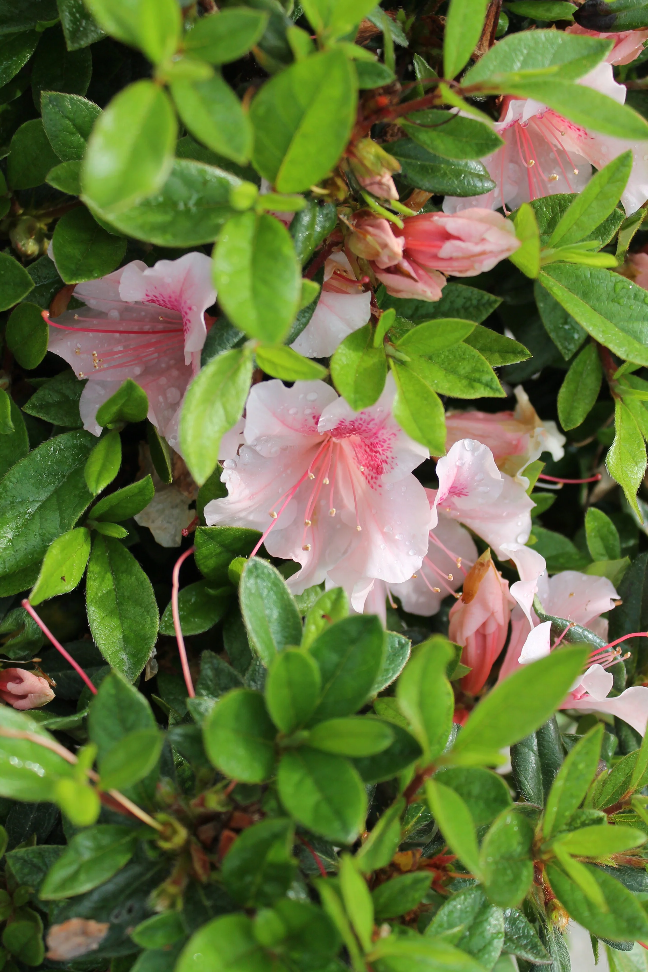 Azalea - Encore Twist — Banting's Nursery