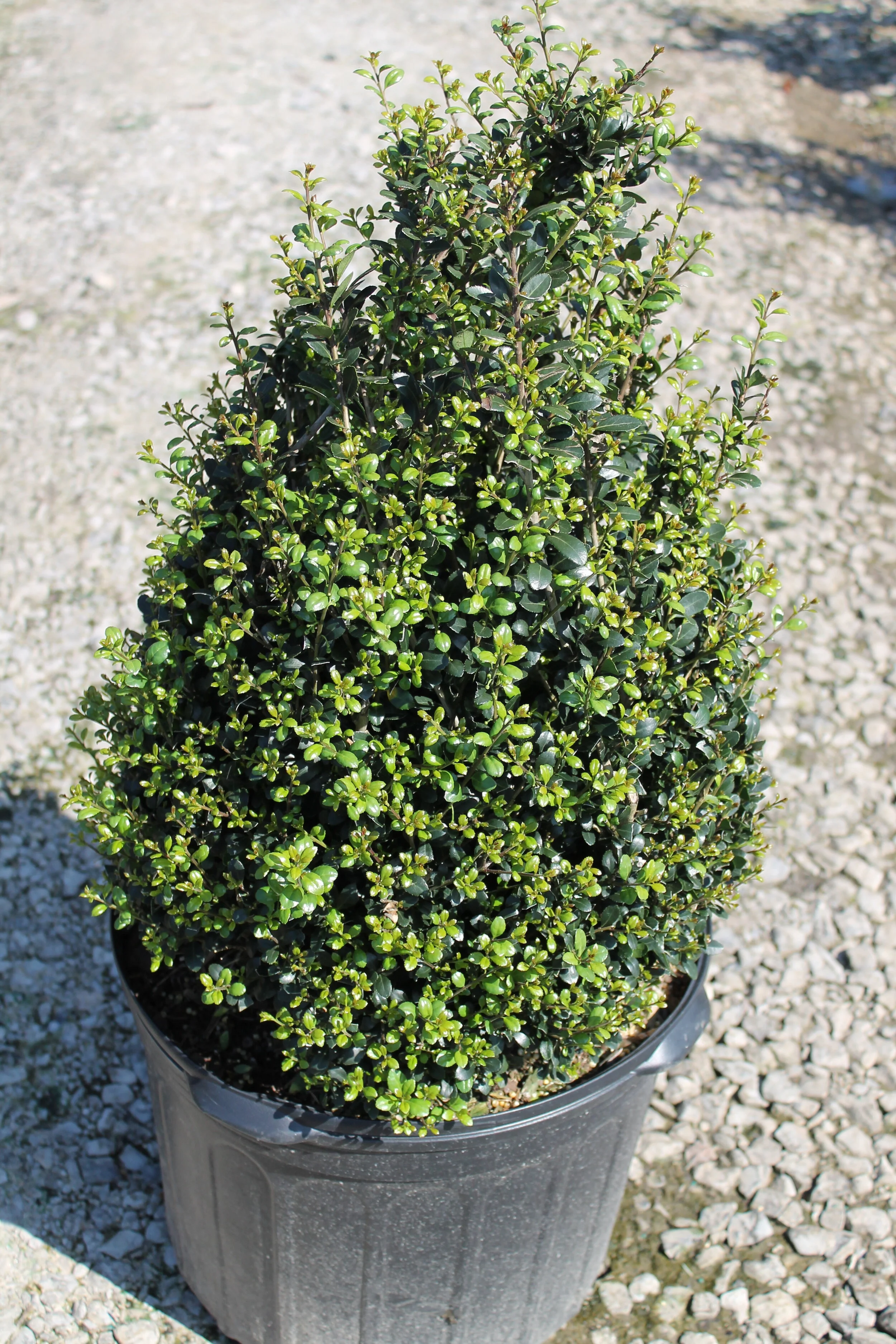 Online Shop — Banting's Nursery