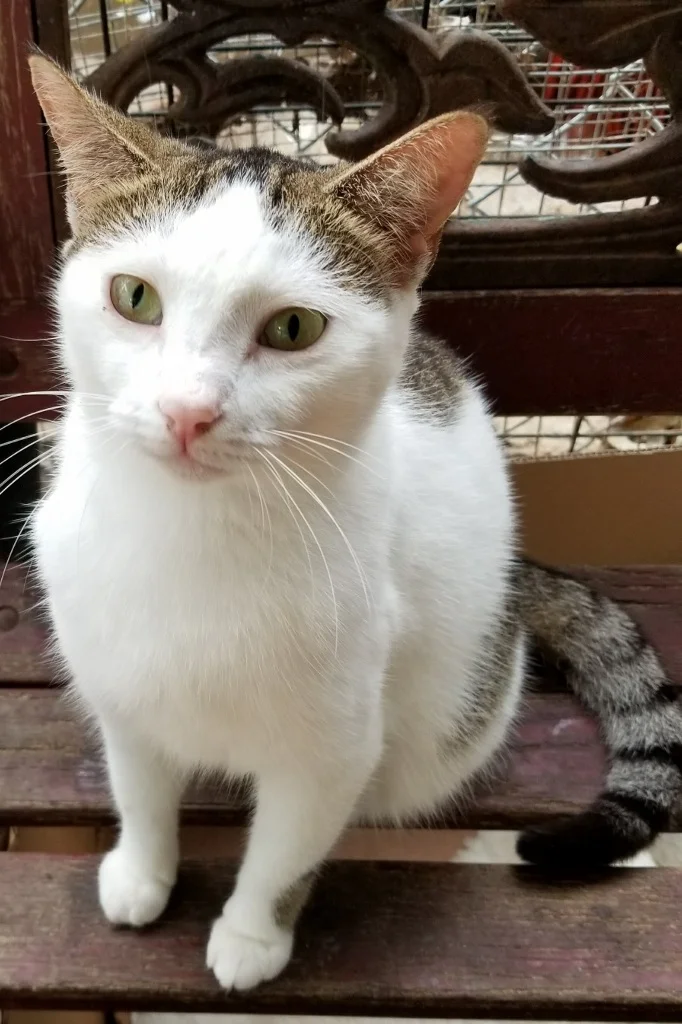 Bahamas Humane Society - A century of helping island animals — What's ...