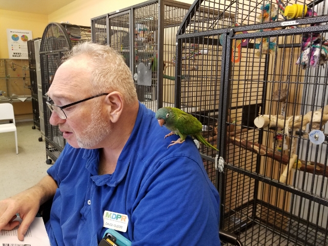 Meet a colorful cast of characters: Metro Denver Parrot Rescue — What's ...