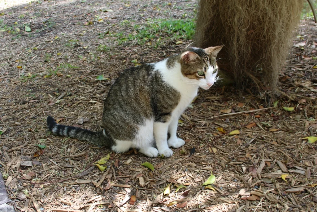 Key West Hemingway House Cats