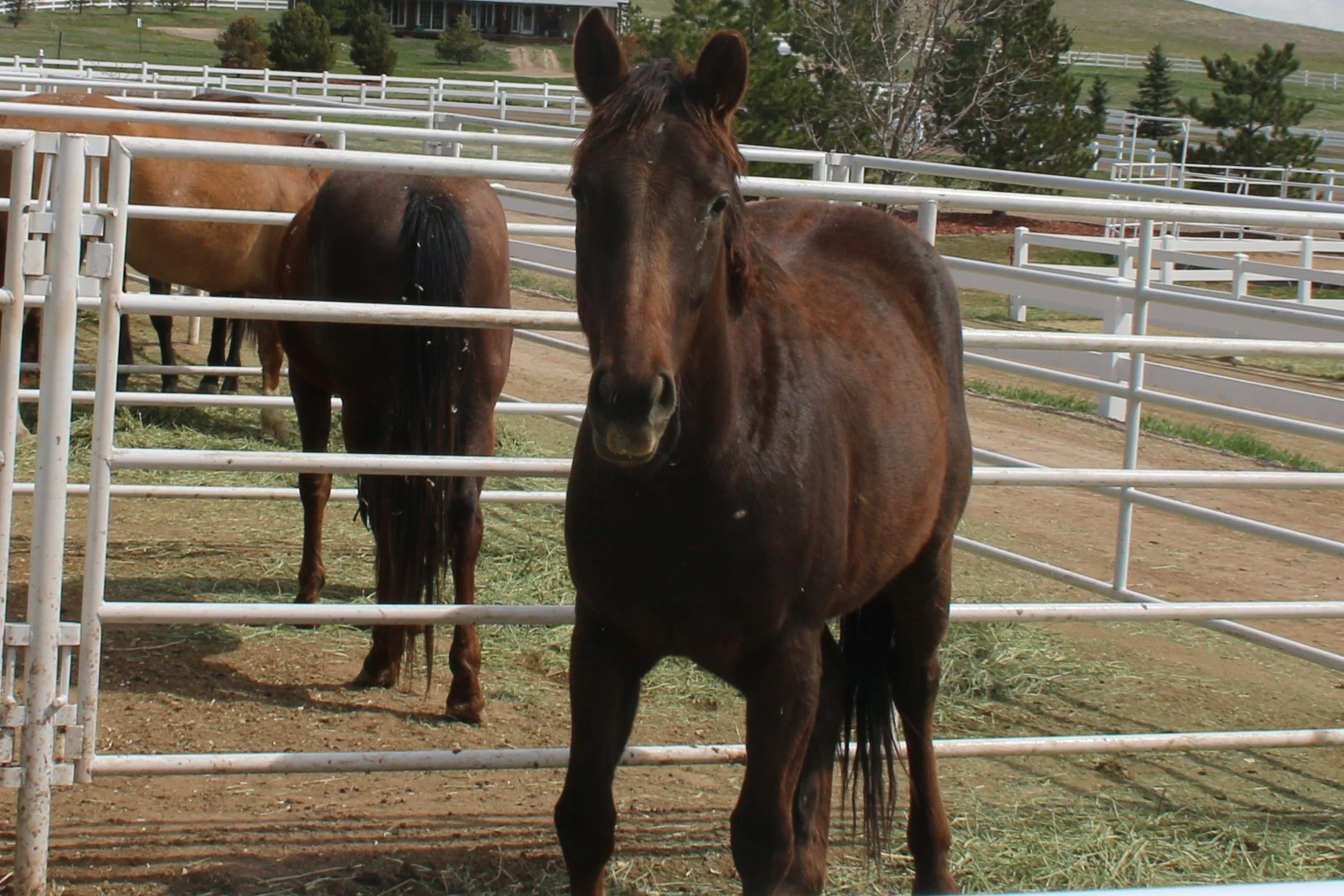 Horses and Harmony at Harmony Equine Center in Colorado — What's Pawsitive