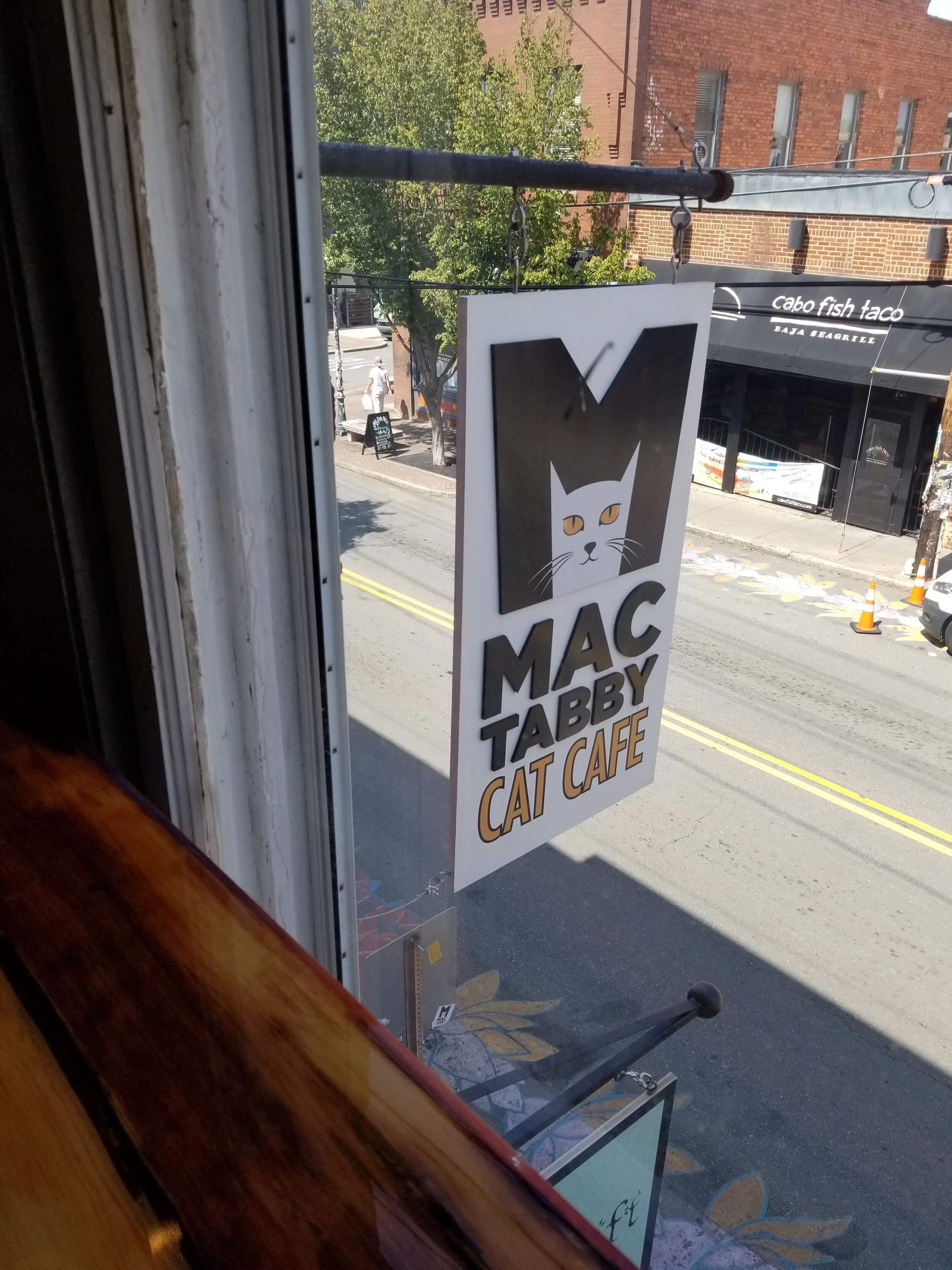 The Cat Cafés of Charlotte, North Carolina — What's Pawsitive