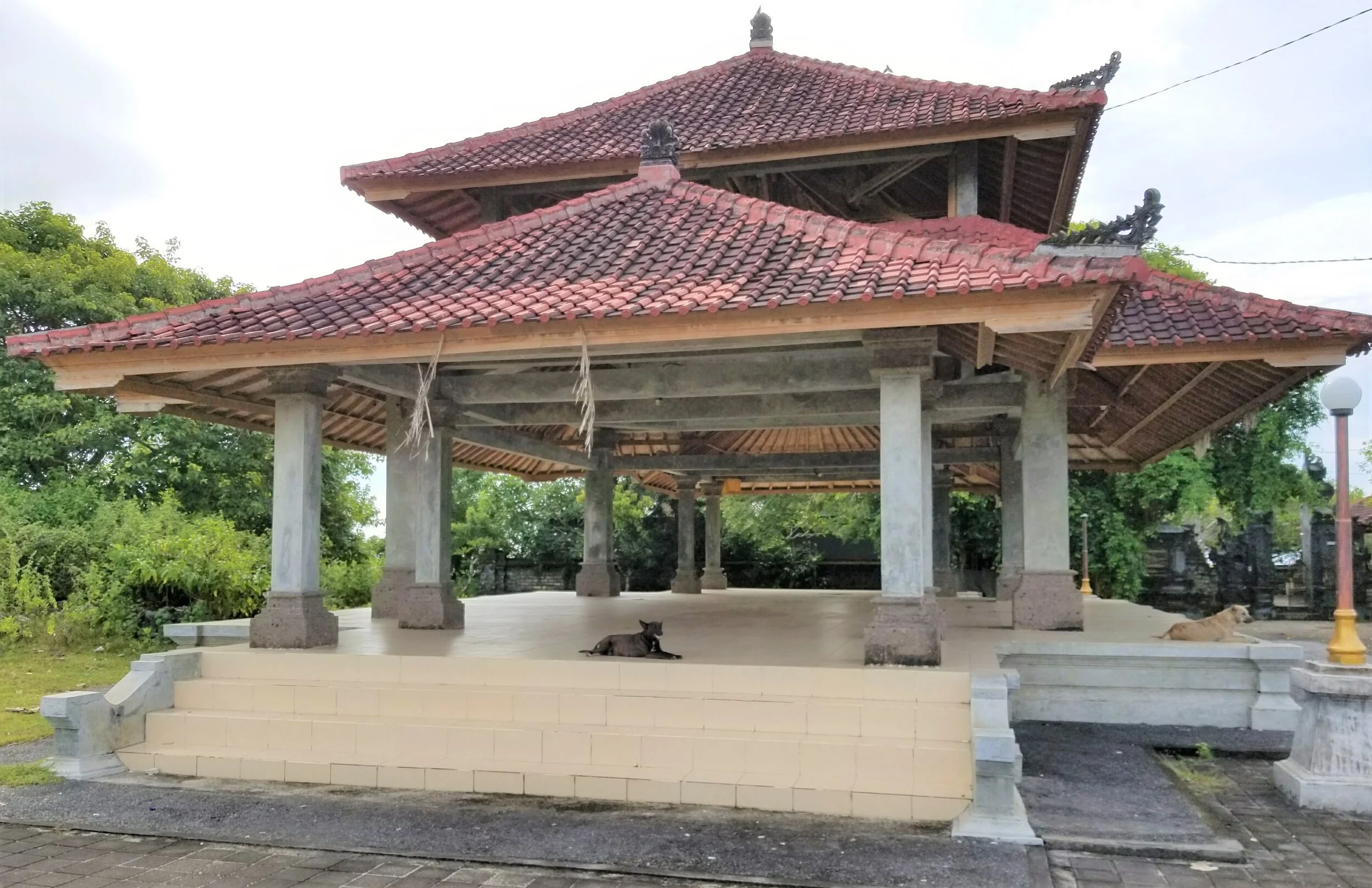 BAWA: Saving the Bali Heritage Dog from Extinction — What's Pawsitive