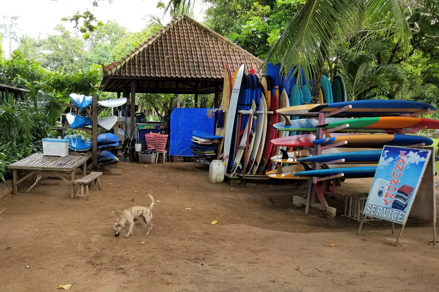 BAWA: Saving the Bali Heritage Dog from Extinction — What's Pawsitive