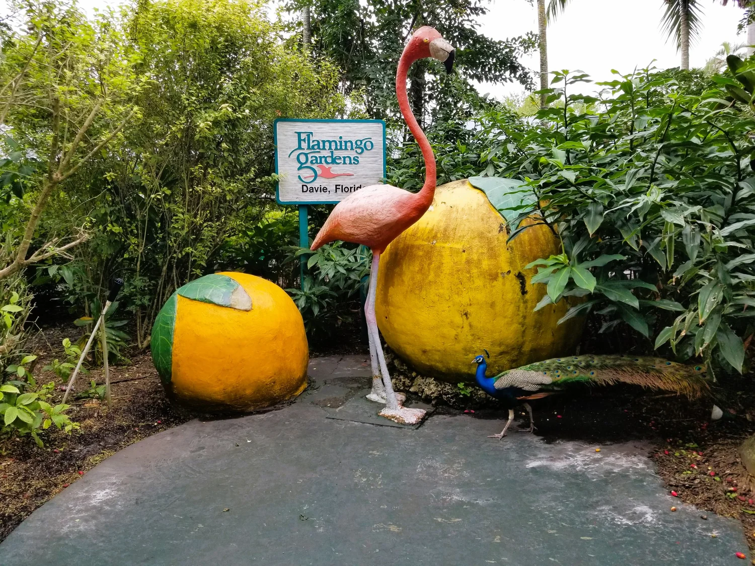 Find Flamboyant, Flummoxing, Fascinating, and Fun Florida Flamingos at ...