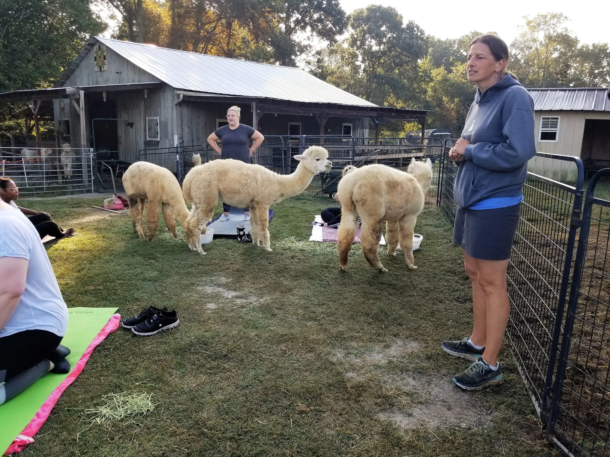Poses & Alpacas: Good Vibes at North Carolina's Good Karma Ranch — What ...